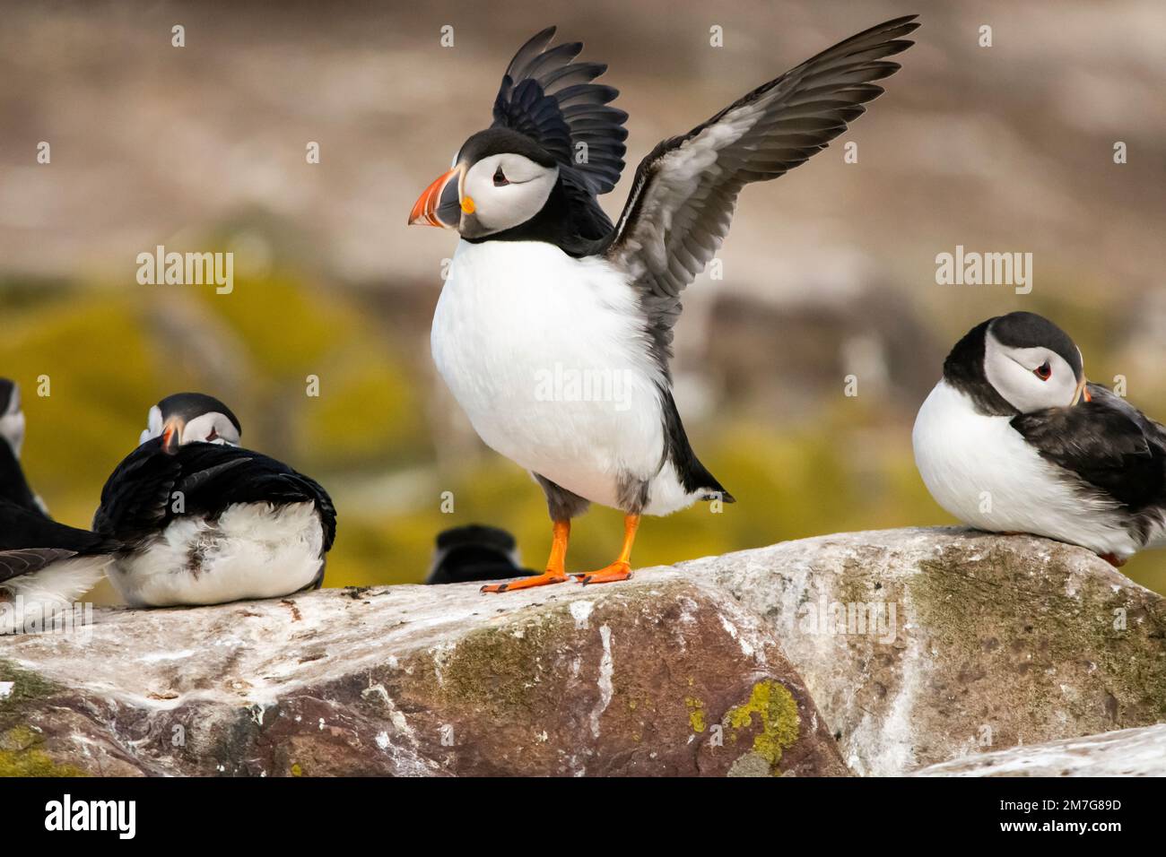 An Atlantic Puffin (Fratercula Arctica) stretches its wings while ...