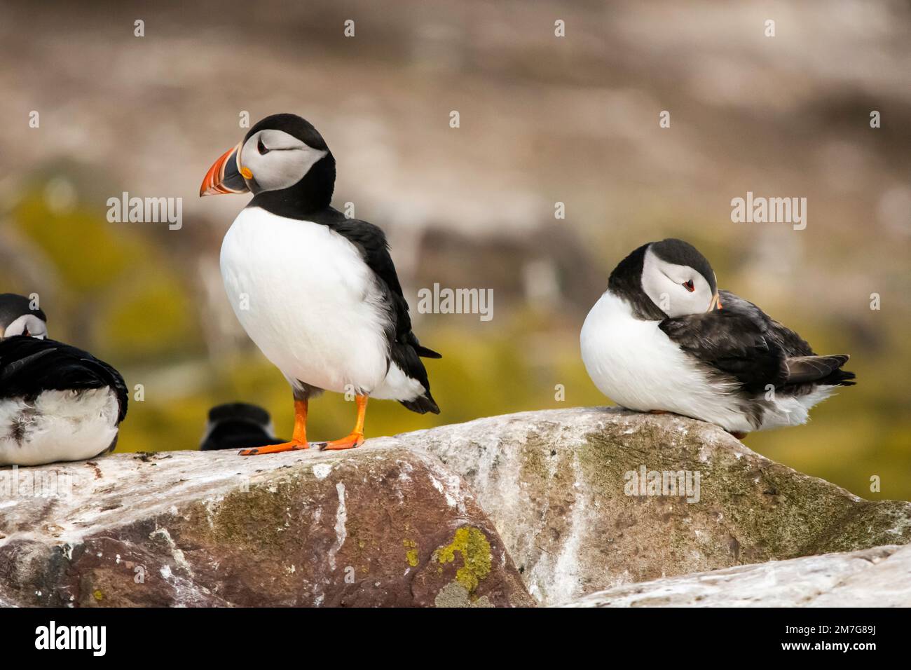 Atlantic puffins ( Fratercula Arctica ) rest on rocks Stock Photo - Alamy