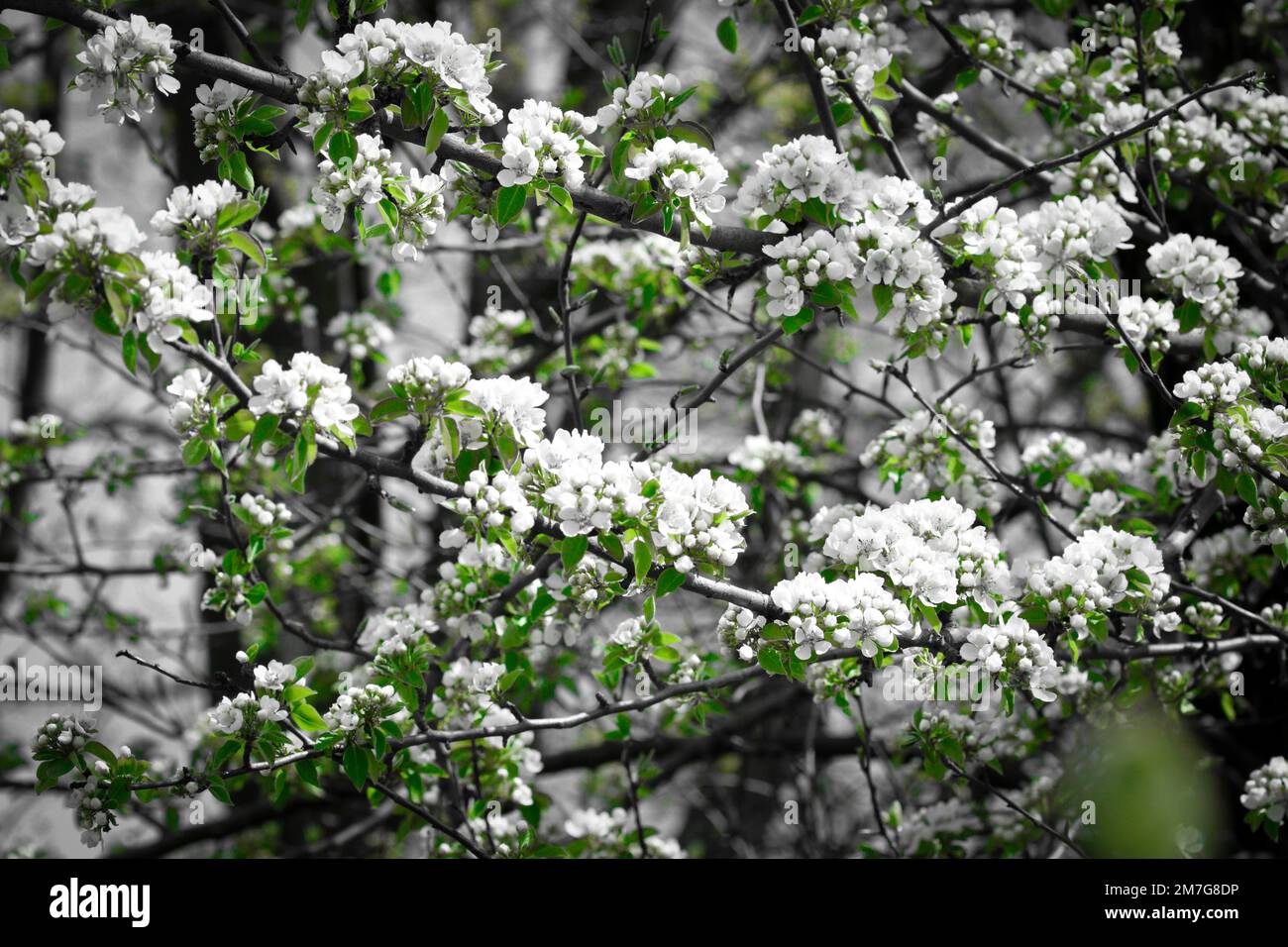 White flowers of blooming tree in springtime, black and white inmage ...