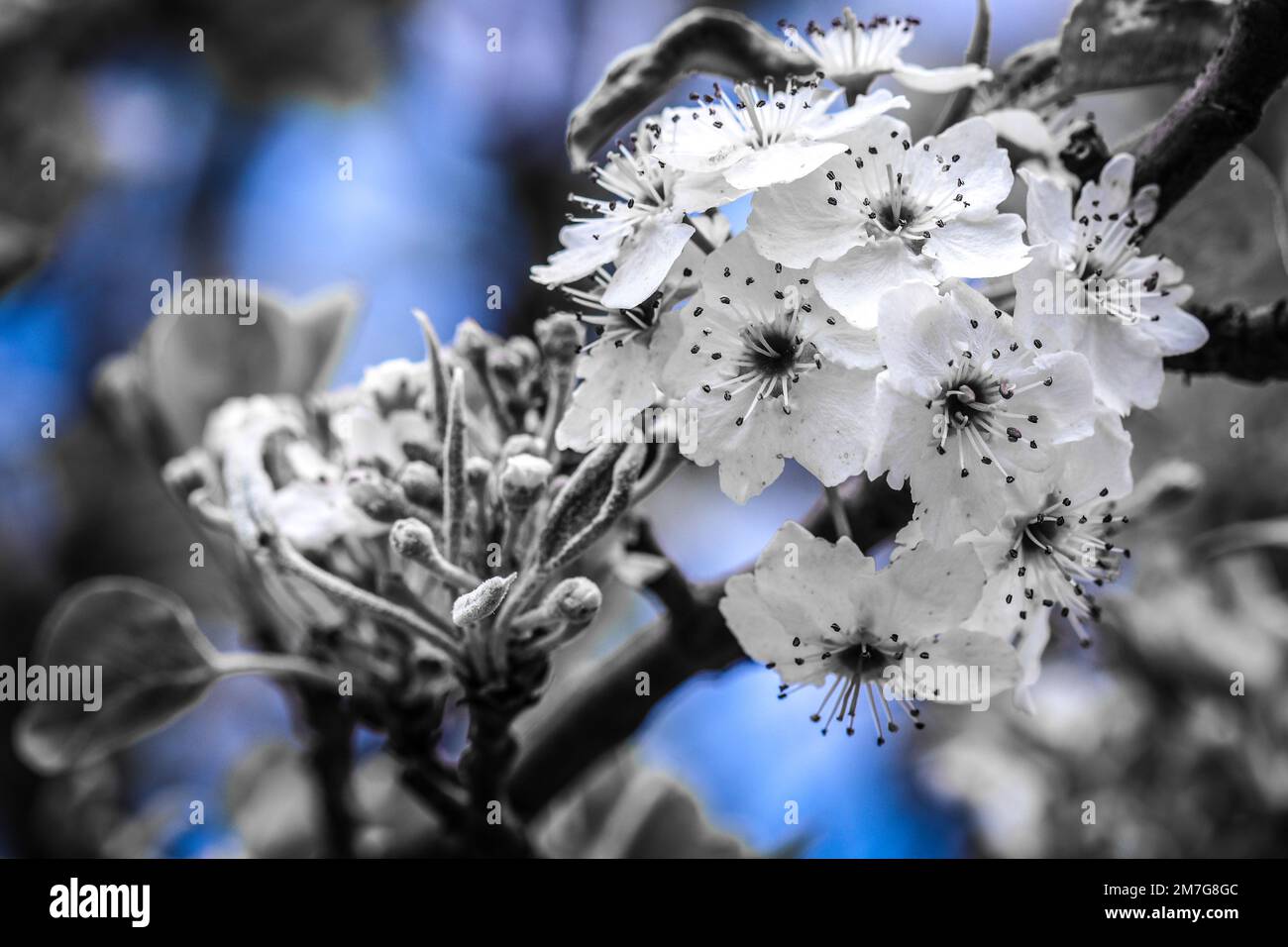 White flowers of blooming tree in springtime, black and white image ...
