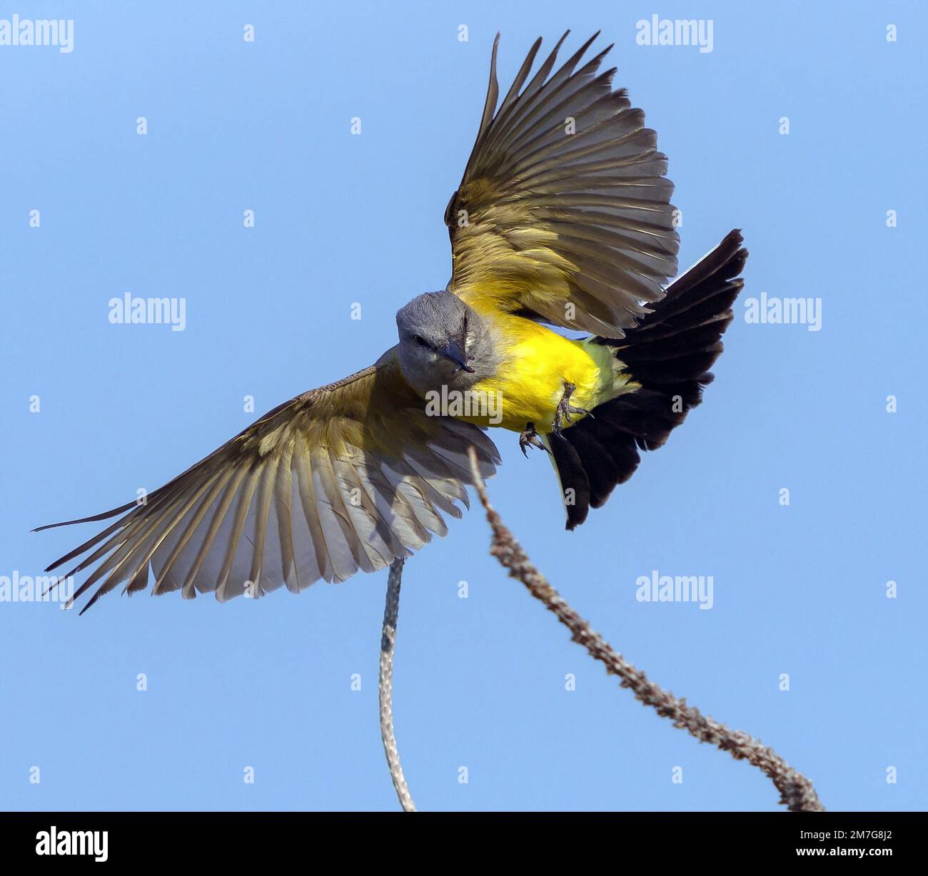 Western Kingbird Flying