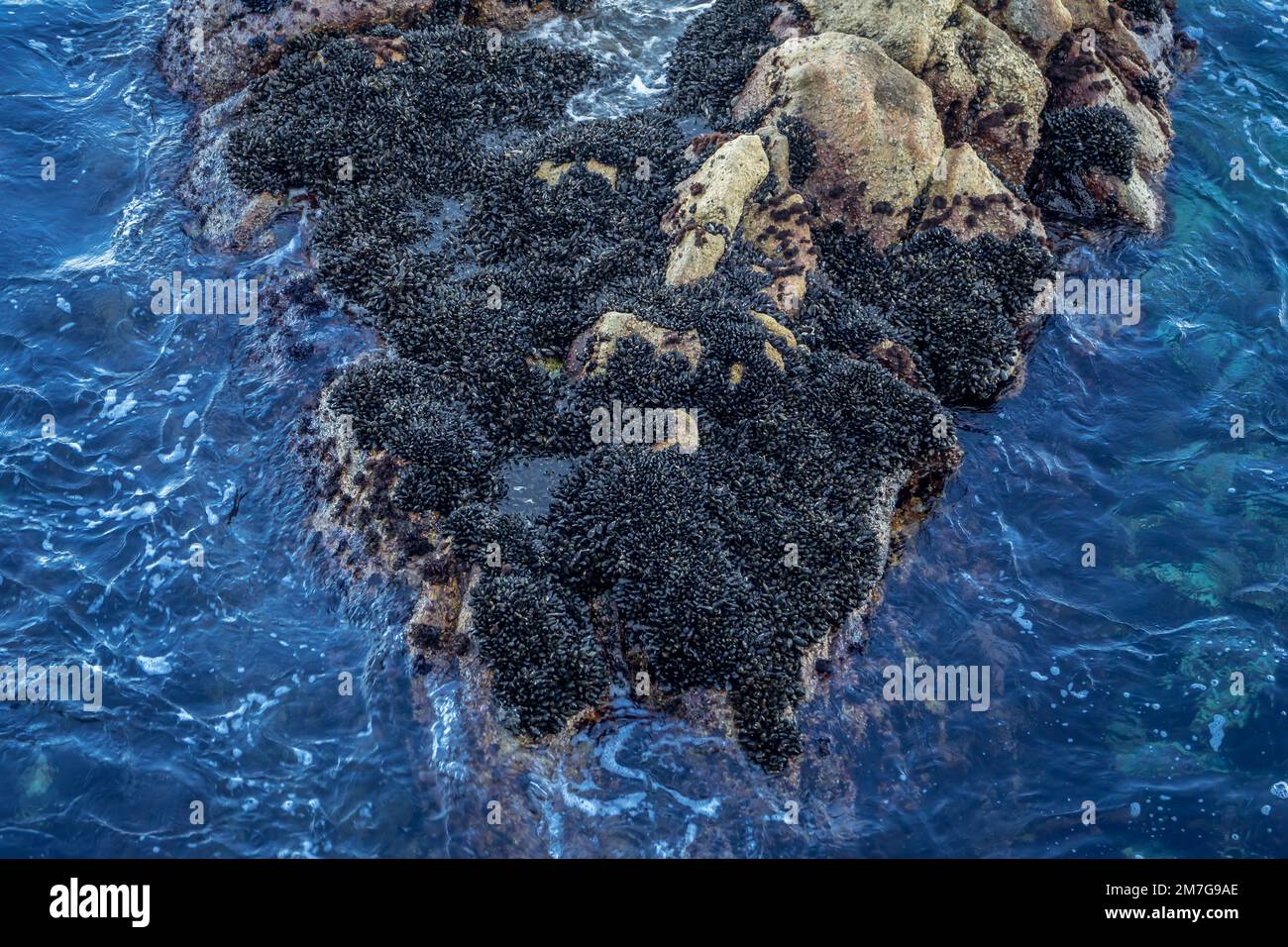 Large amount of mussel shell covering boulders in the sea waters of ...