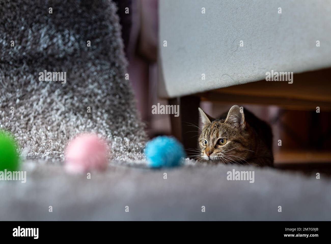 Cat hiding sofa hi-res stock photography and images - Alamy
