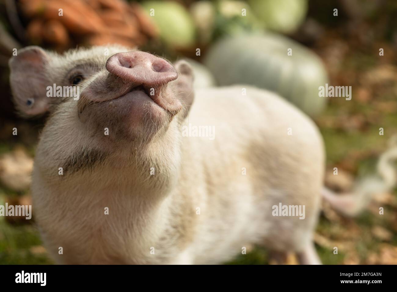 Micro mini skirt hi-res stock photography and images - Alamy