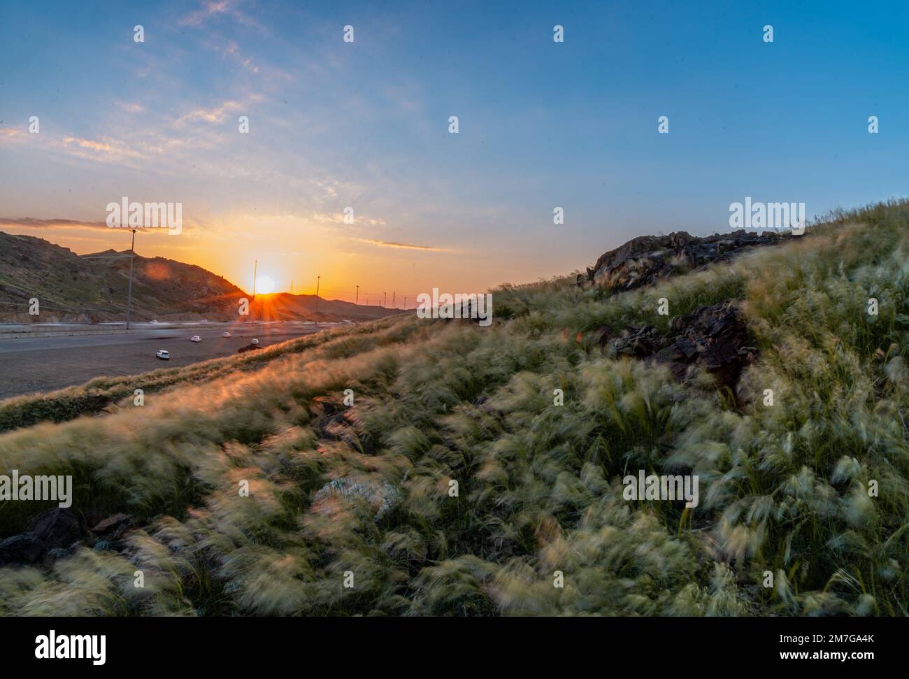 Green nature of the Saudi Arabian desert during winter Stock Photo - Alamy