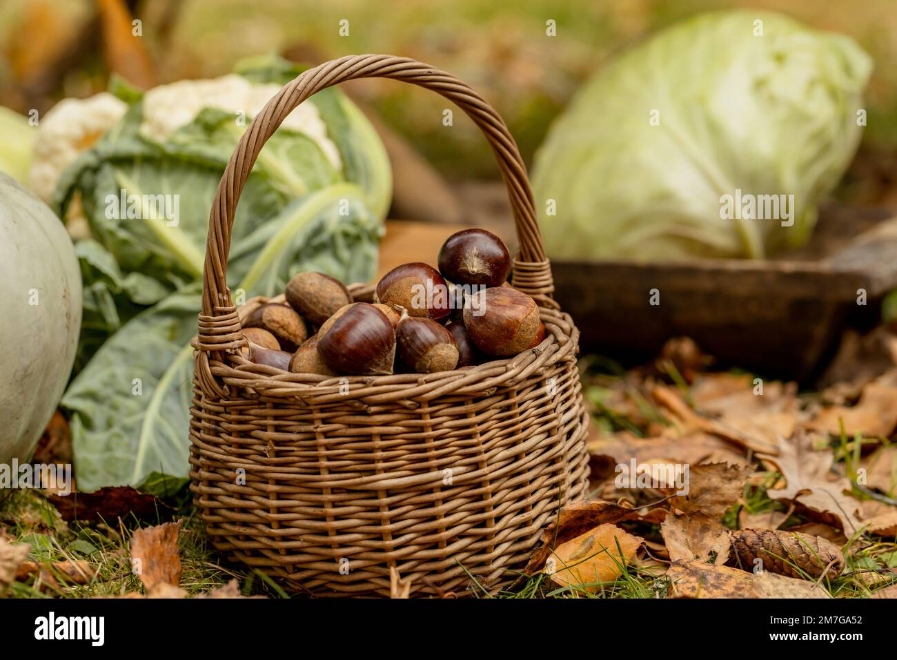 Close up of chestnut harvest in wicker basket autumn mood Stock Photo ...