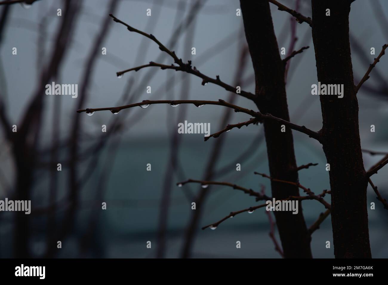 Cold winter morning dew on grass hi-res stock photography and images ...