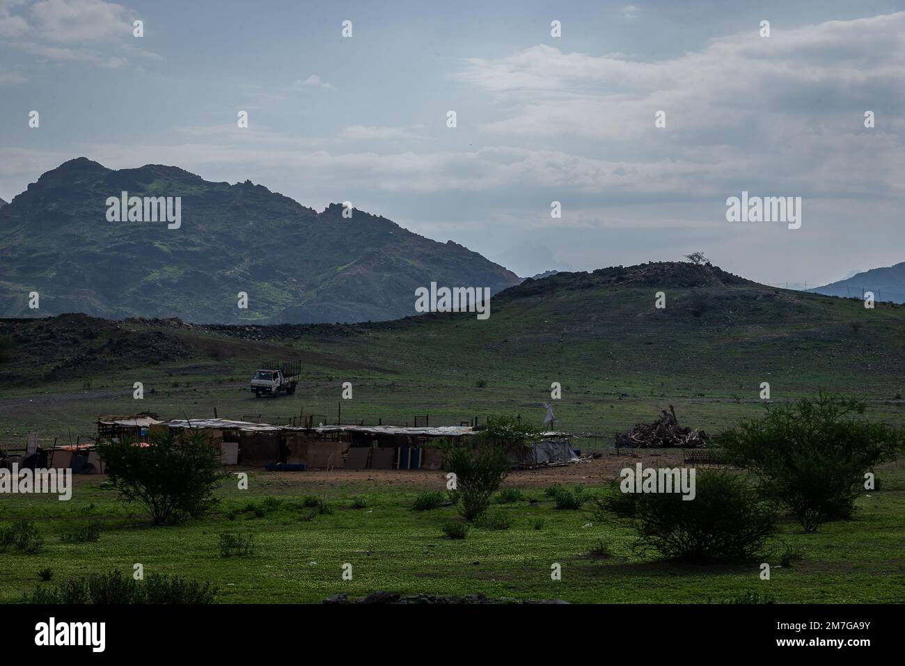 Green nature of the Saudi Arabian desert during winter Stock Photo - Alamy