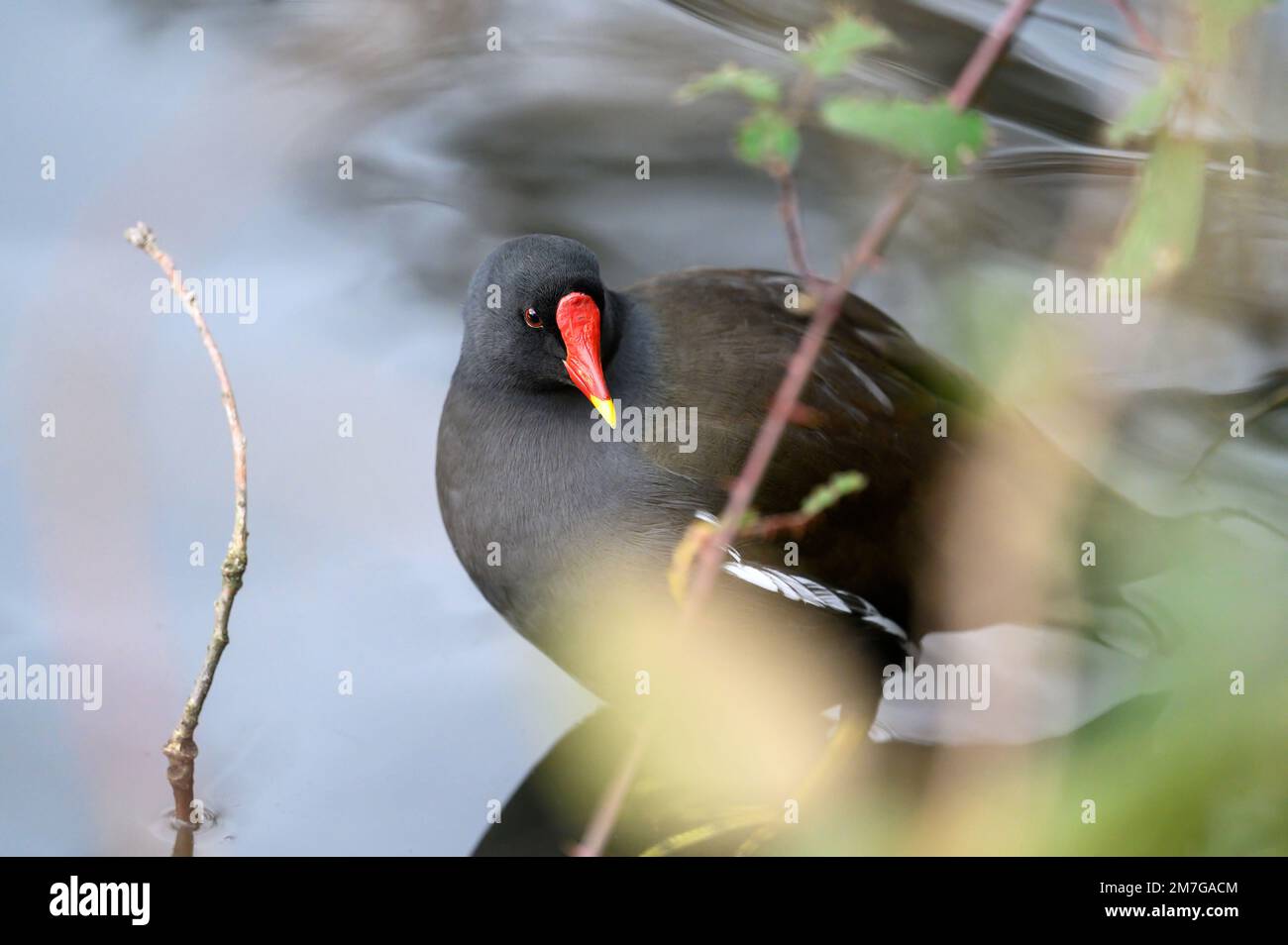 Moorhen in Kelsey Park, Beckenham, Greater London. A moorhen is behind ...