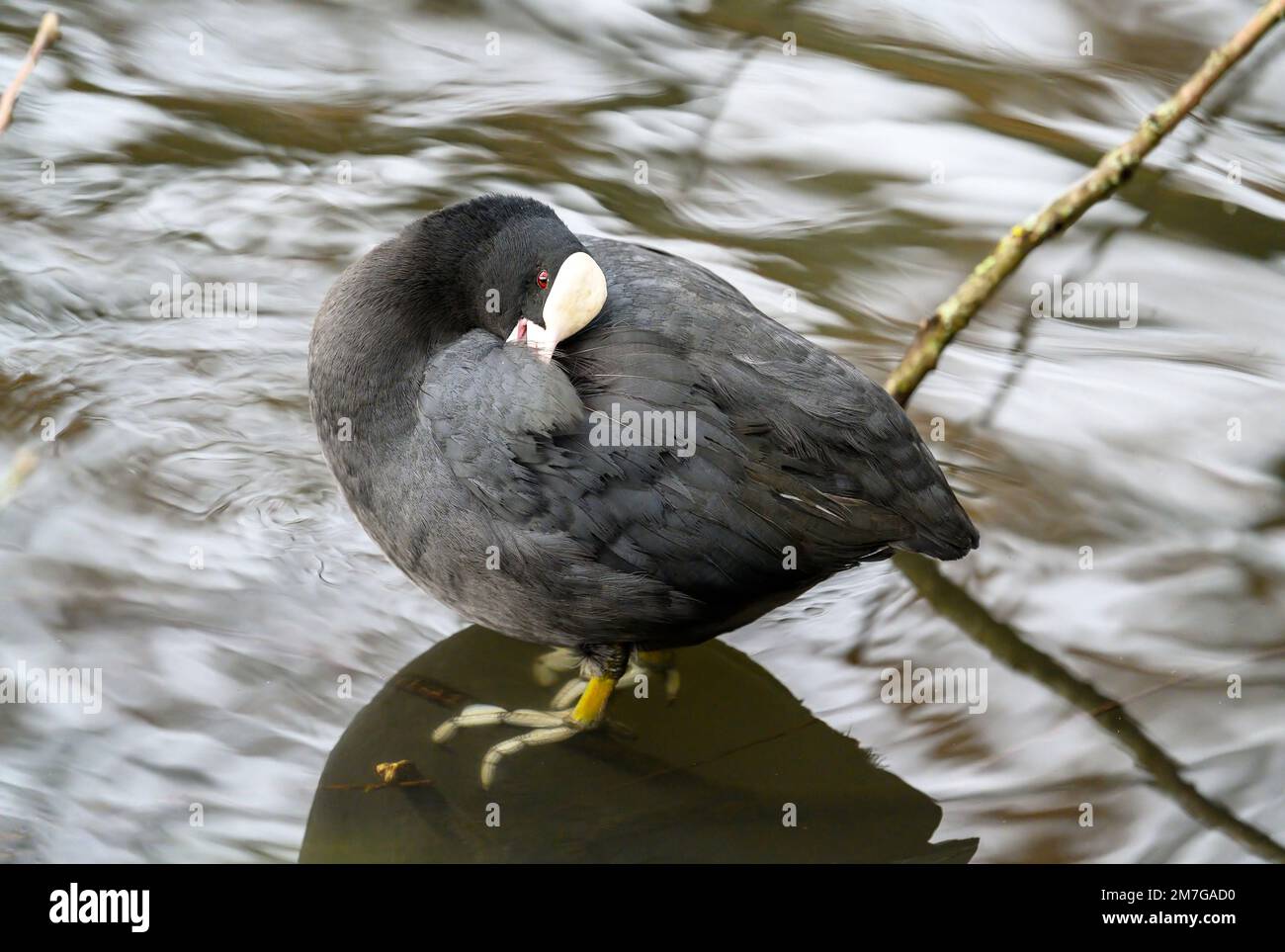 Coot in Kelsey Park, Beckenham, Greater London. The coot is standing in ...