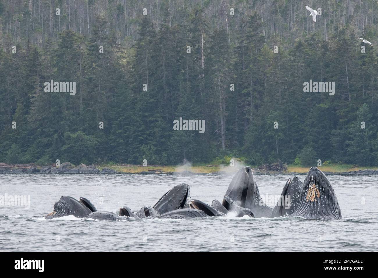 USA, SE Alaska, Inside Passage, Fredrick Sound. Humpback whales ...