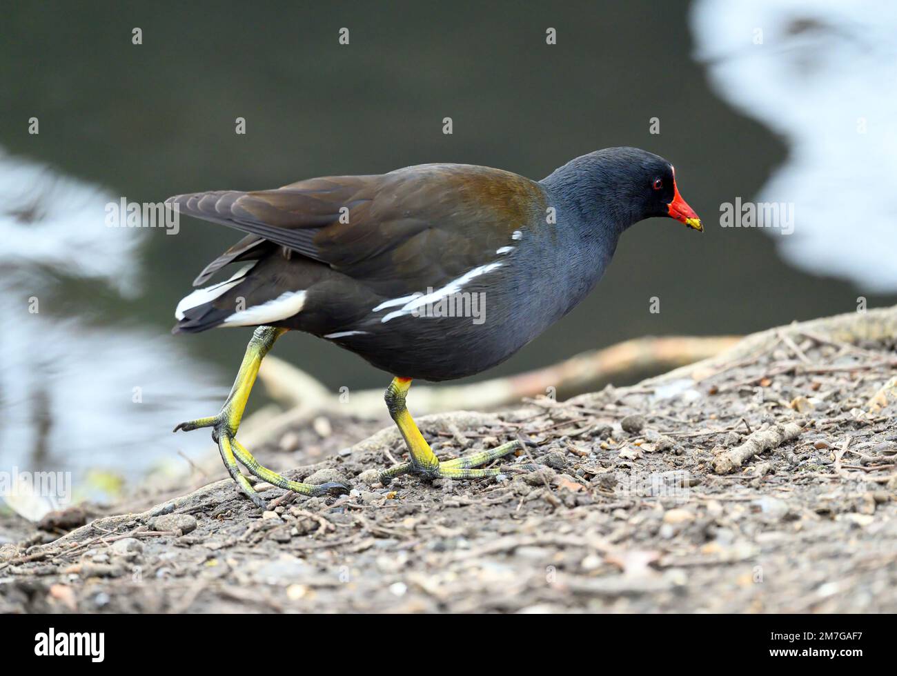 Moorhen head plumage hi-res stock photography and images - Alamy