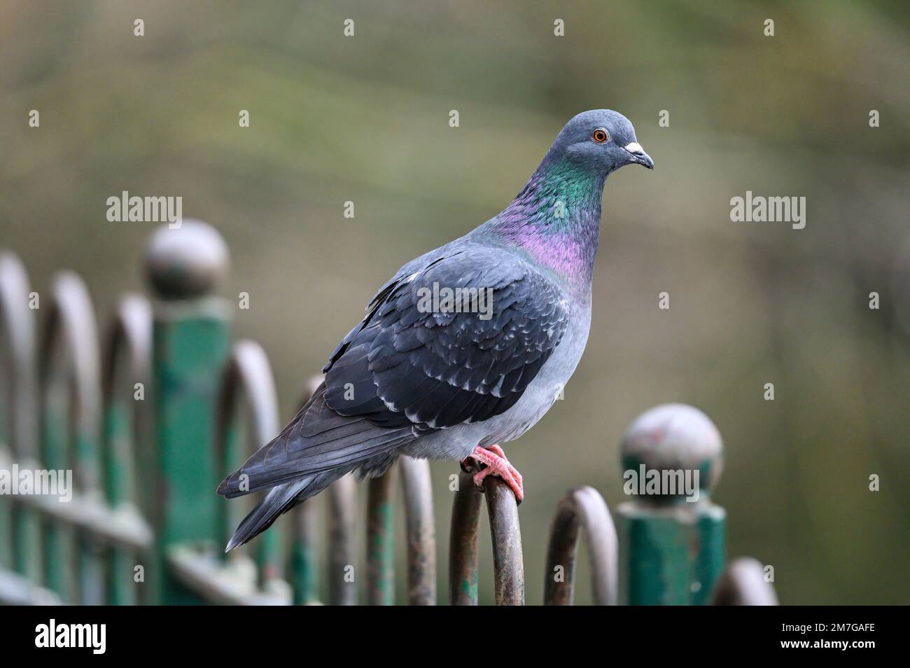 Rock dove or common pigeon or feral pigeon in Kelsey Park, Beckenham ...