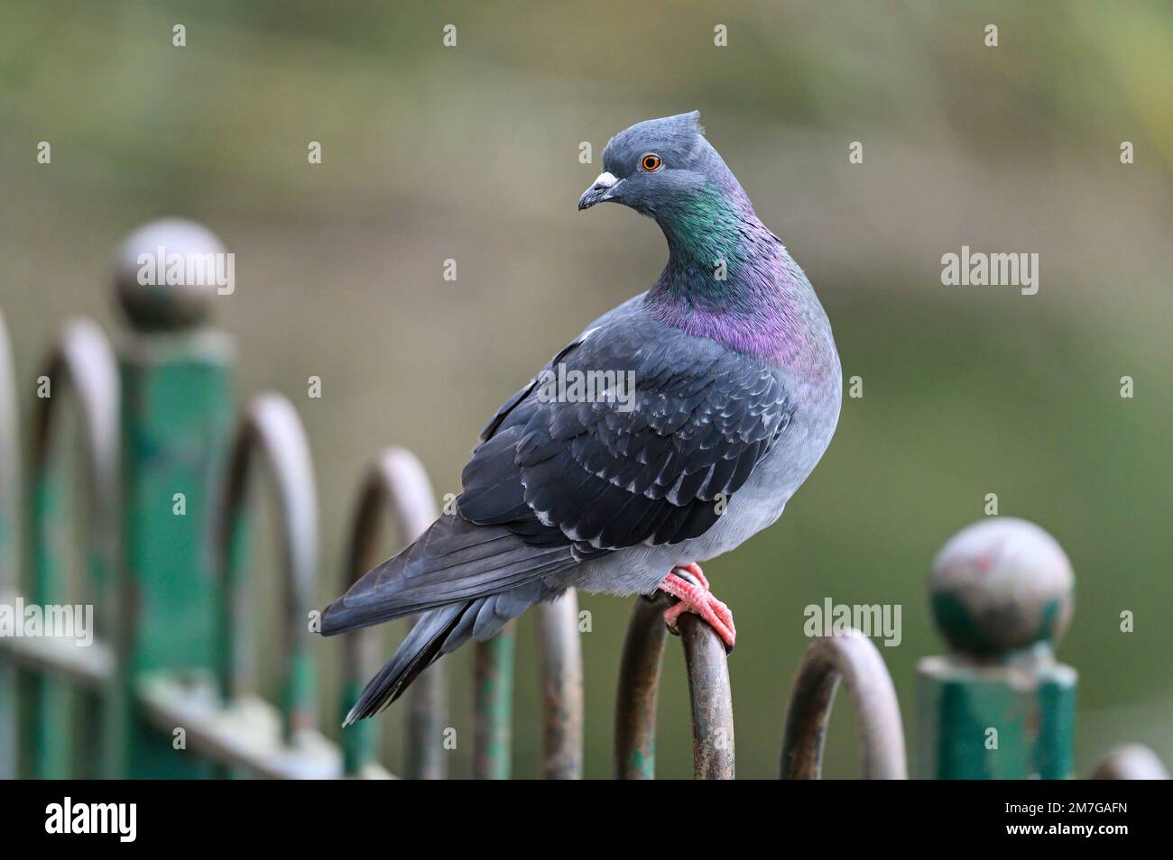 Rock dove or common pigeon or feral pigeon in Kelsey Park, Beckenham ...