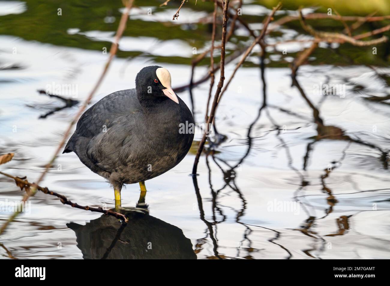 Coot in Kelsey Park, Beckenham, Greater London. The coot is standing in ...