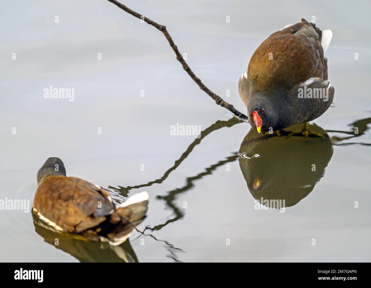 Moorhens in Kelsey Park, Beckenham, Greater London. The moorhens in the ...