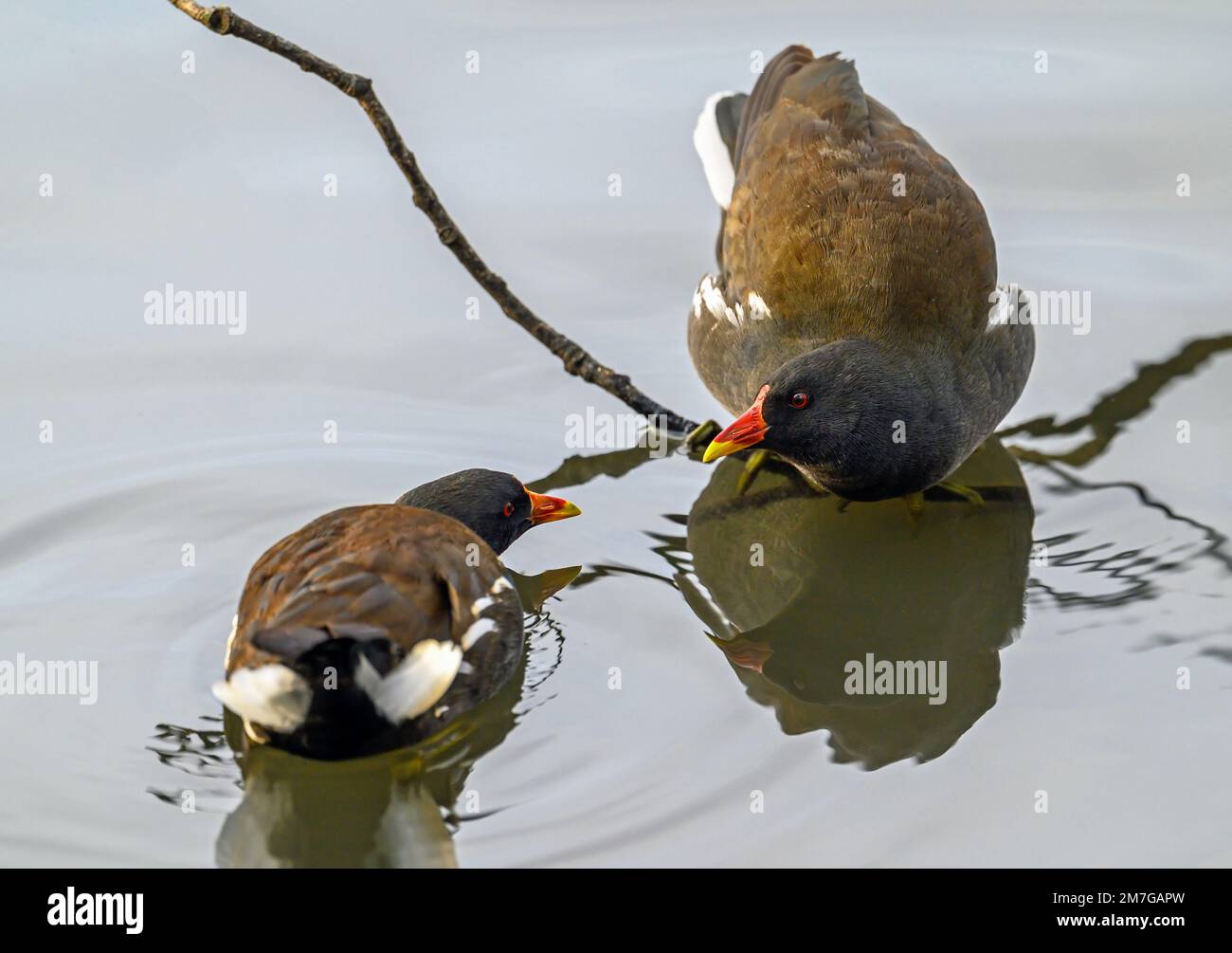 Moorhens in Kelsey Park, Beckenham, Greater London. The moorhens in the ...