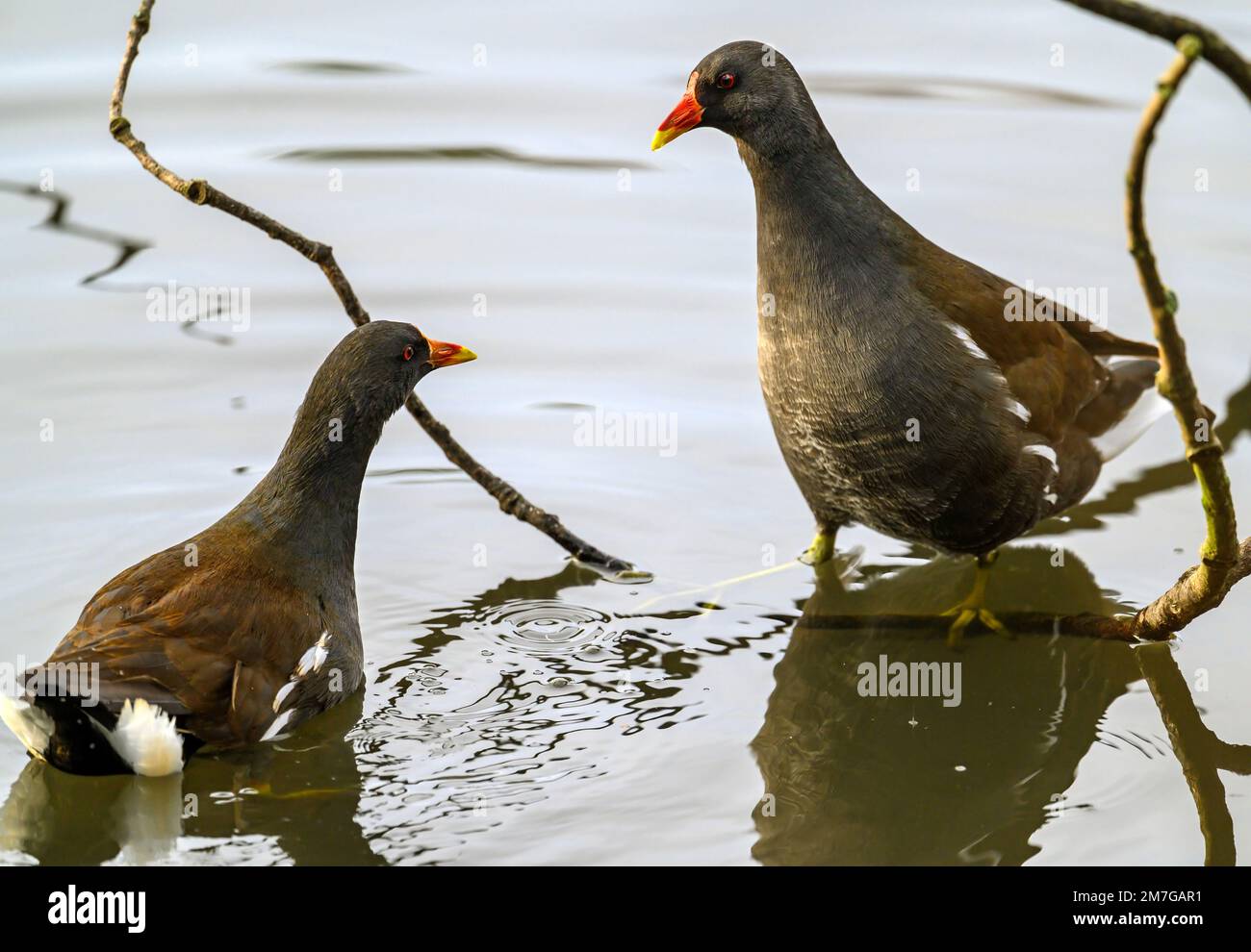 Moorhens in Kelsey Park, Beckenham, Greater London. The moorhens in the lake looking at each ...