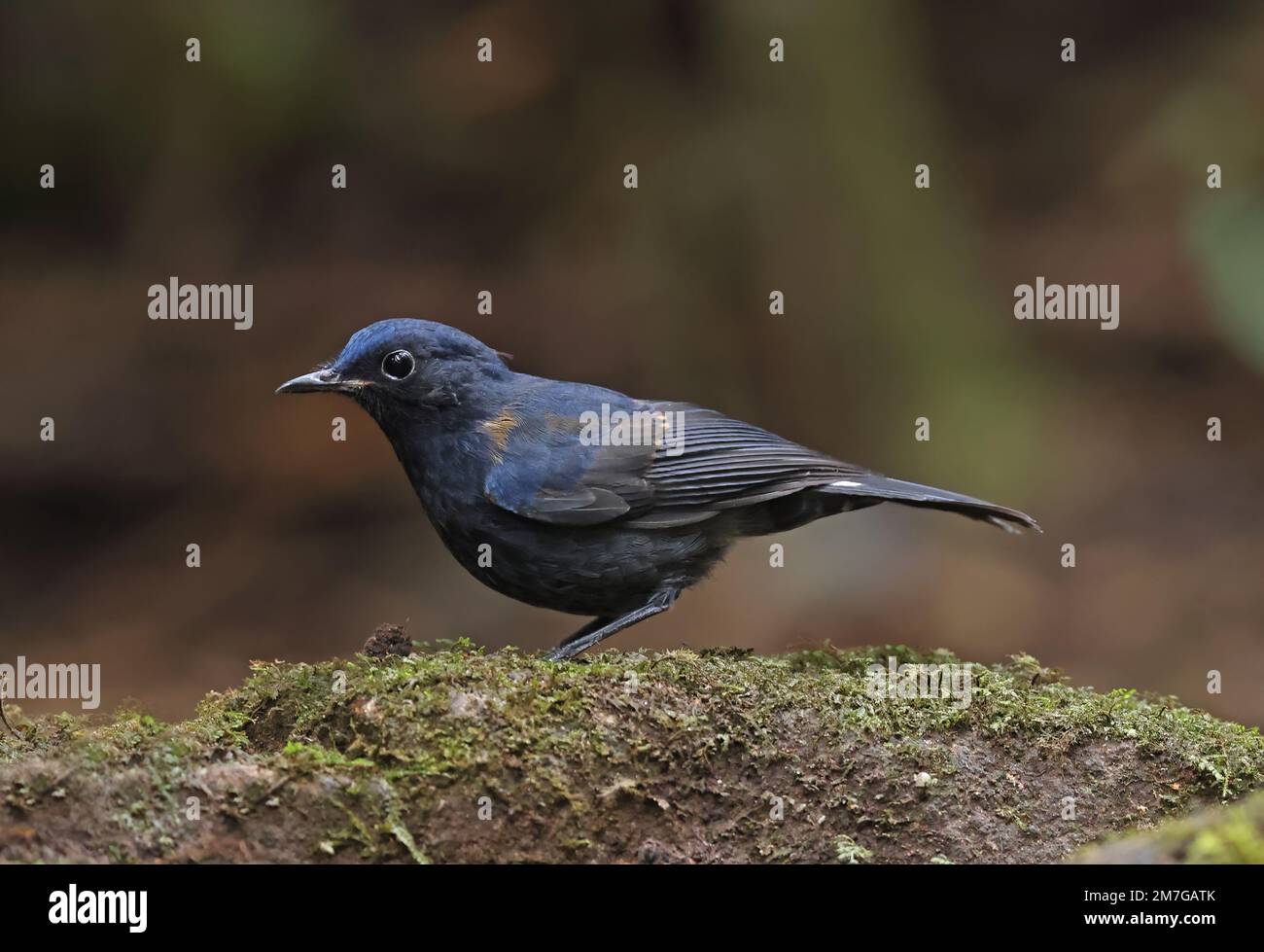 Immature robin hi-res stock photography and images - Alamy