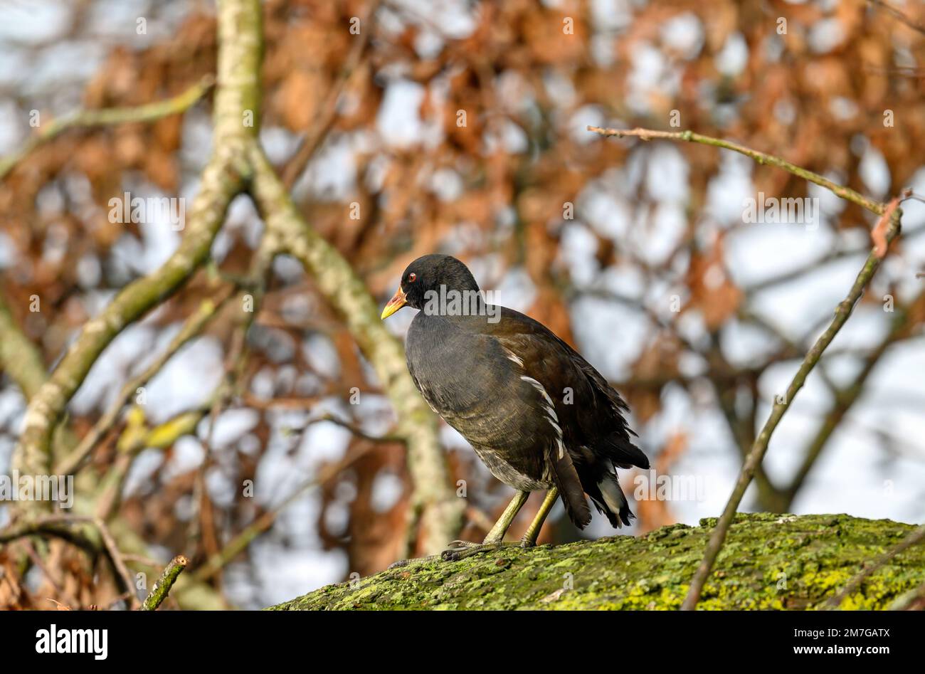 Moorhen in a tree hi-res stock photography and images - Alamy
