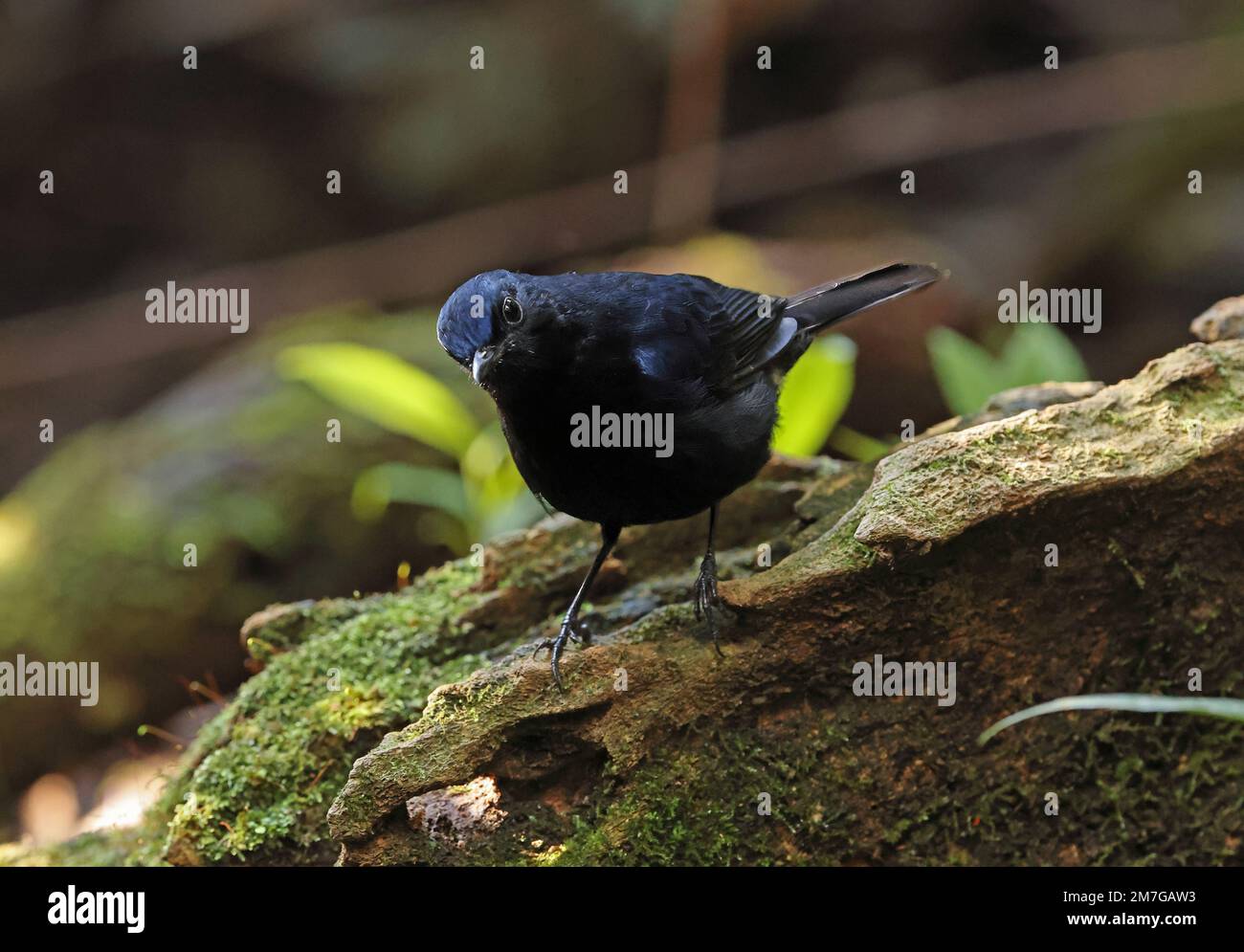 White-tailed Blue Robin (Myiomela leucura leucura) adult male standing ...