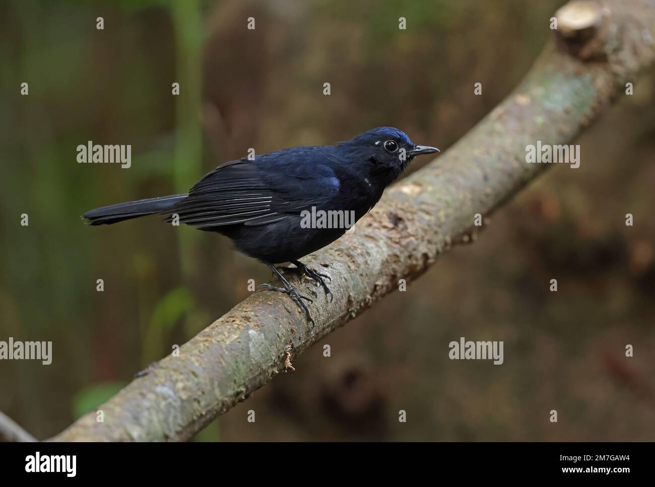 White-tailed Blue Robin (Myiomela leucura leucura) adult male perched ...