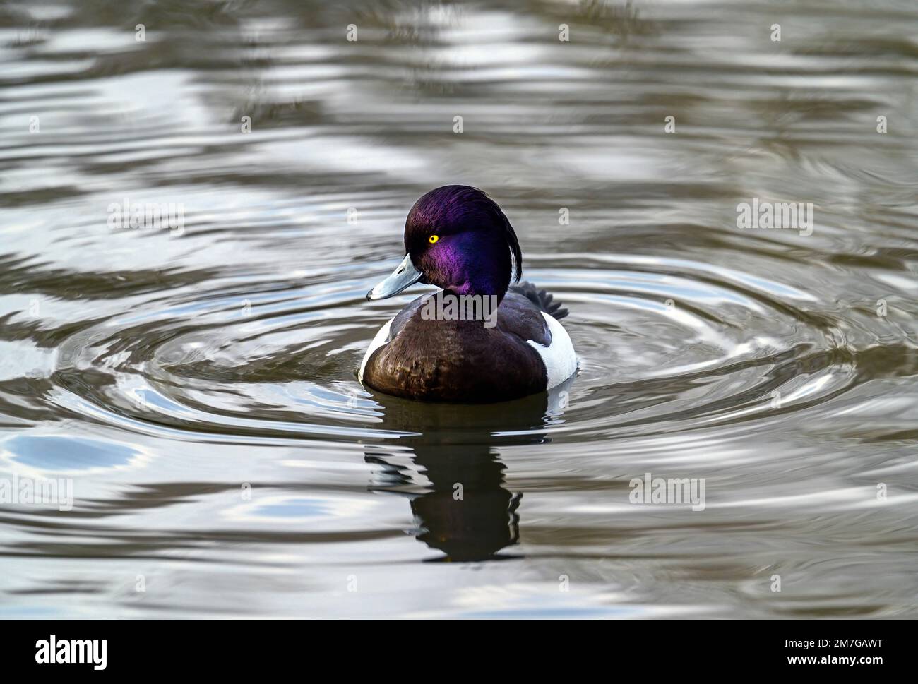 Tufted duck in Kelsey Park, Beckenham, Greater London. The tufted duck ...