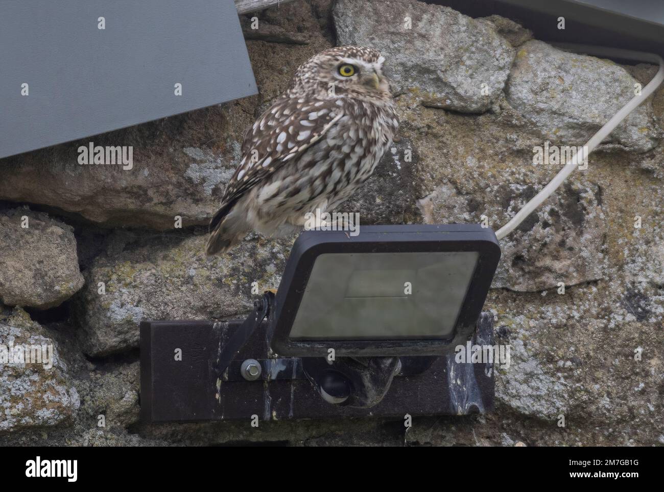 little owl sat up Stock Photo - Alamy