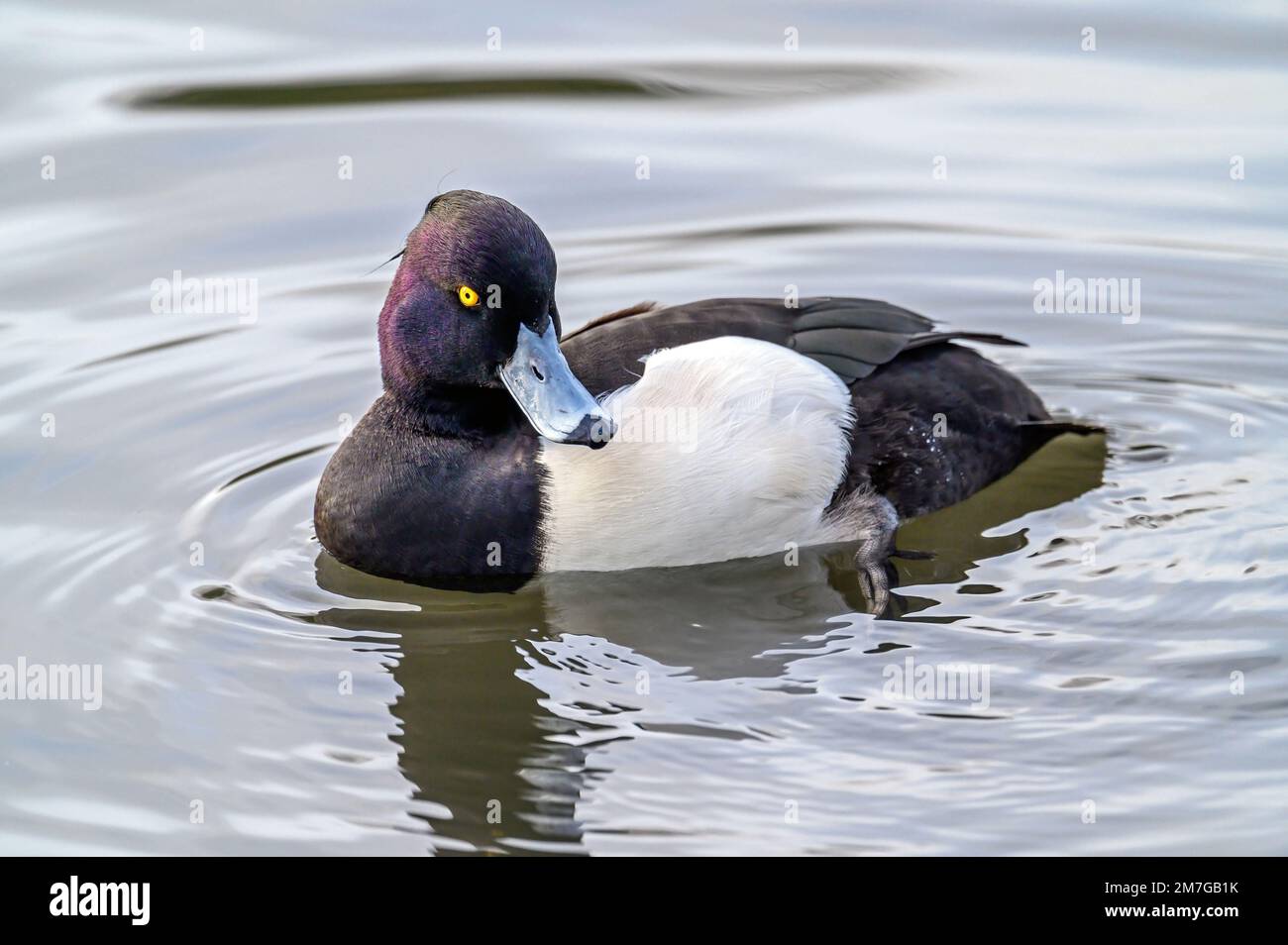 Tufted duck in Kelsey Park, Beckenham, Greater London. The tufted duck ...