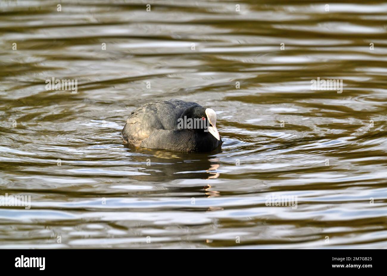 Coot in Kelsey Park, Beckenham, Greater London. The coot is swimming on ...