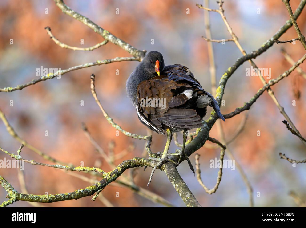 Moorhen in Kelsey Park, Beckenham, Greater London. A moorhen is ...