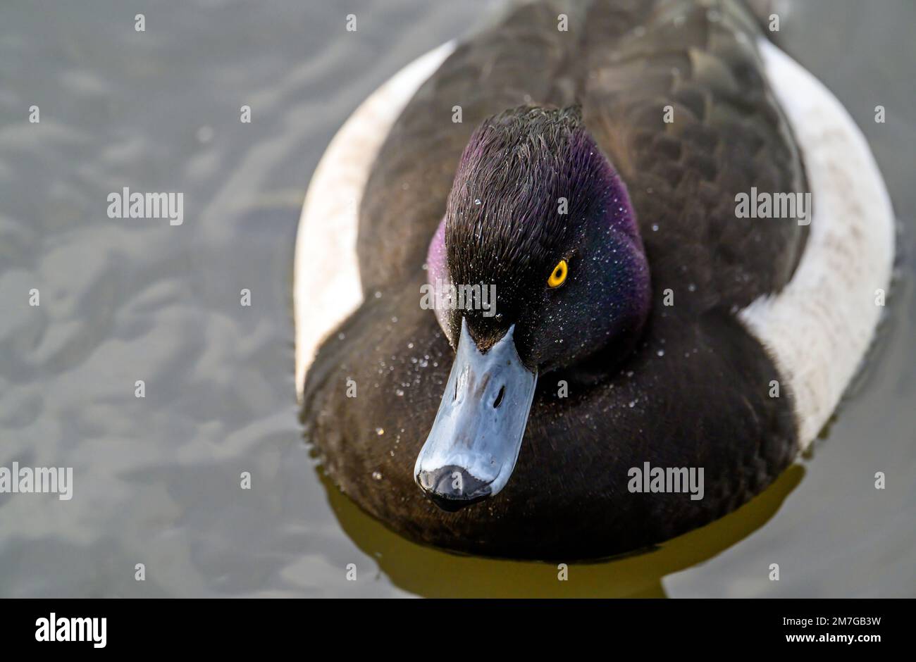 Tufted duck in Kelsey Park, Beckenham, Greater London. The tufted duck ...