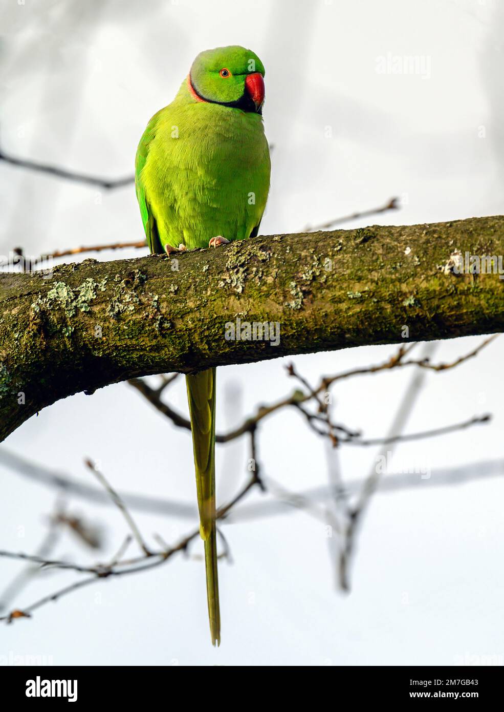 Ring-necked parakeet in Kelsey Park, Beckenham, Kent. The green feral ...