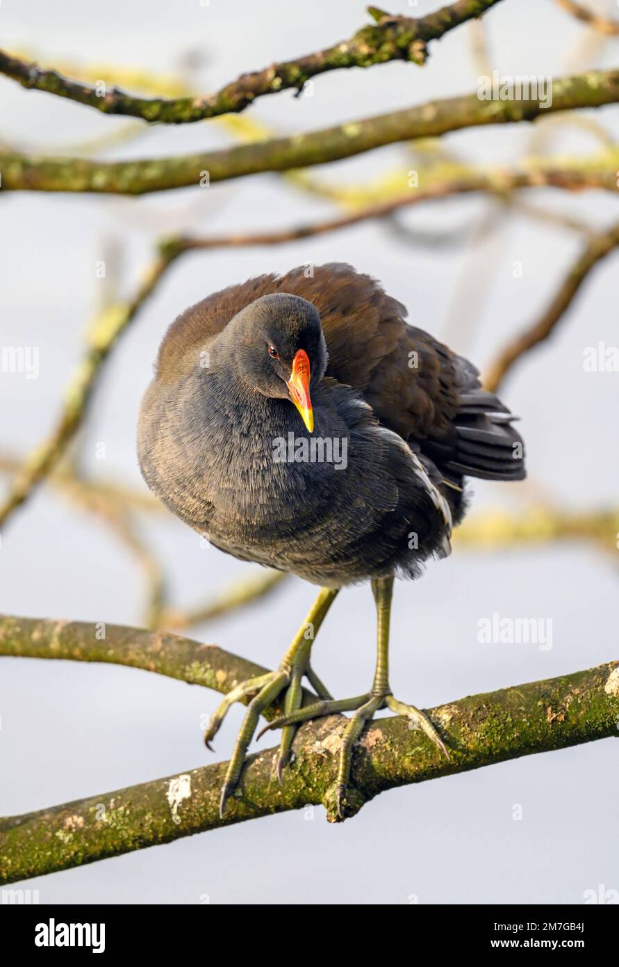 Moorhen head plumage hi-res stock photography and images - Alamy