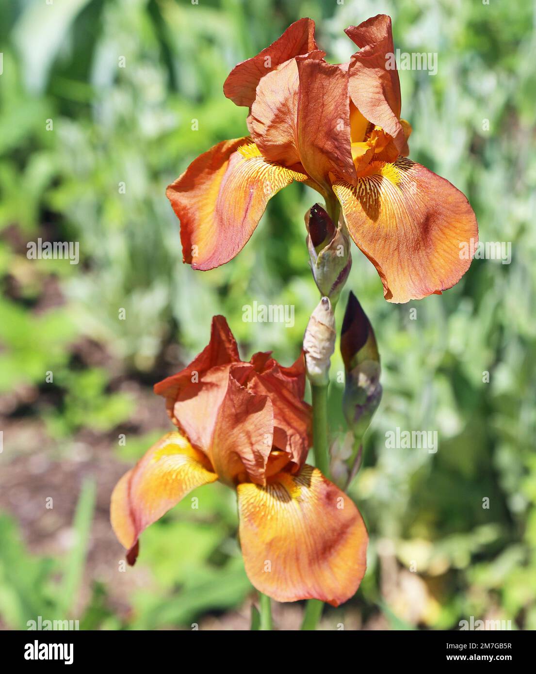 Brown iris flower Stock Photo - Alamy