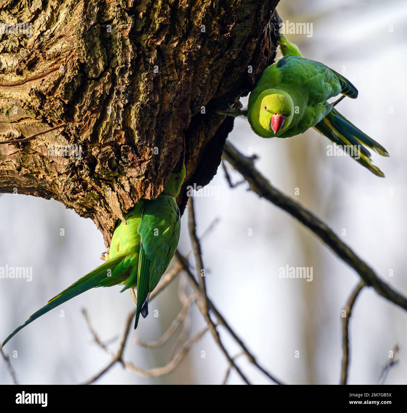 Ring-necked parakeets in Kelsey Park, Beckenham, Kent. The green feral parakeets are sitting on ...