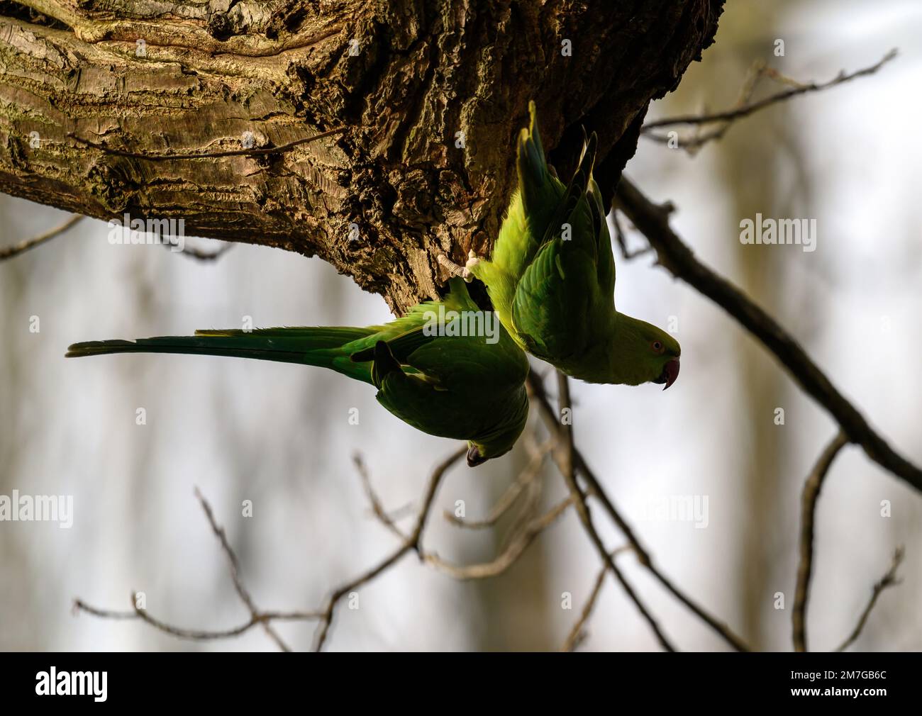 Ring-necked parakeets in Kelsey Park, Beckenham, Kent. The green feral ...