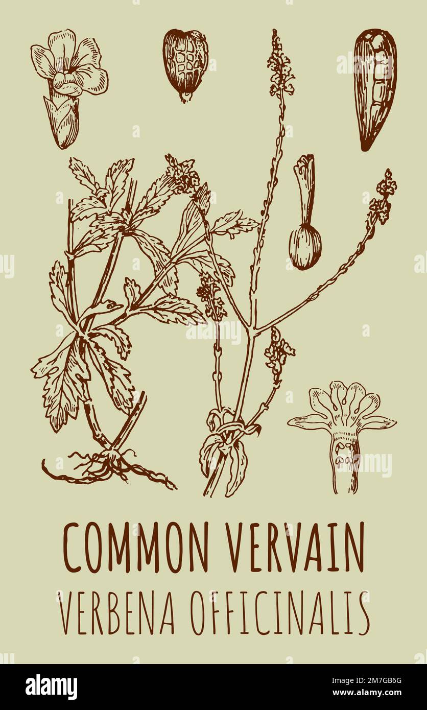 Drawings of COMMON VERVAIN. Hand drawn illustration. Latin name VERBENA ...