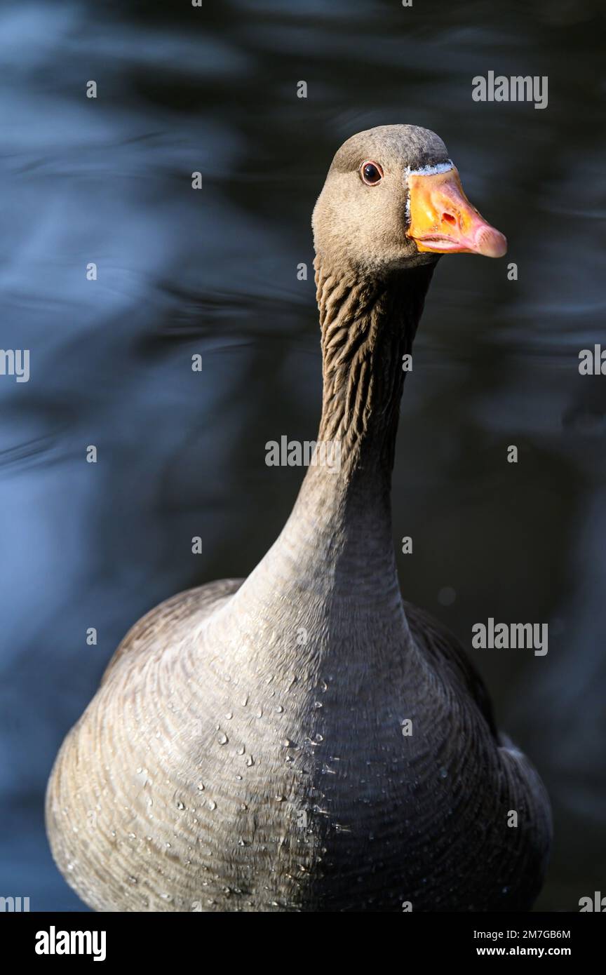 Greylag goose in Kelsey Park, Beckenham, London. Portrait of a greylag ...