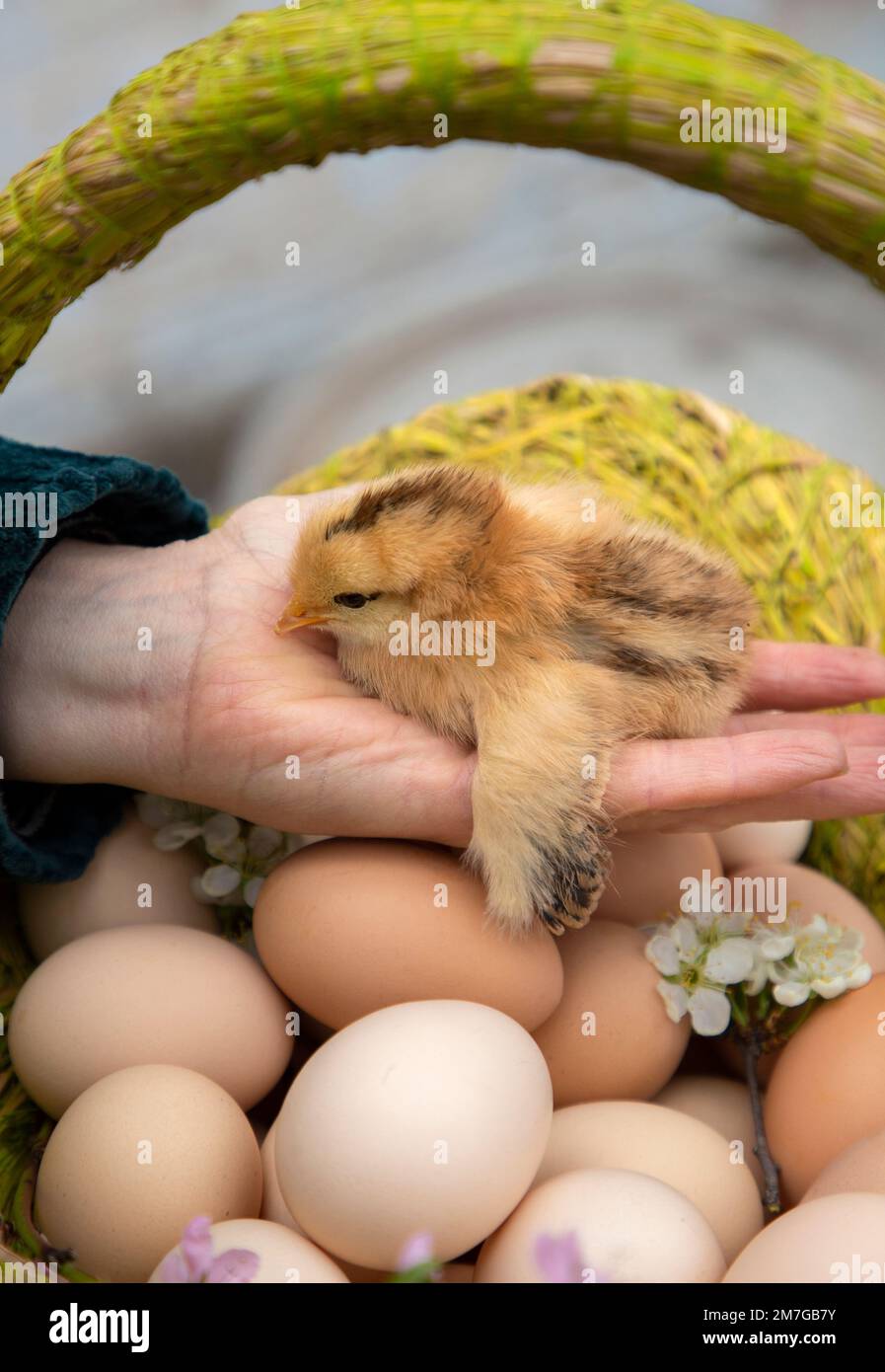 cute hatched tiny chick sits in a female hand against backdrop of ...