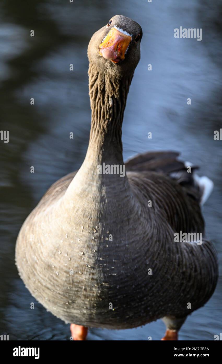 Greylag goose in Kelsey Park, Beckenham, London. Portrait of a greylag ...