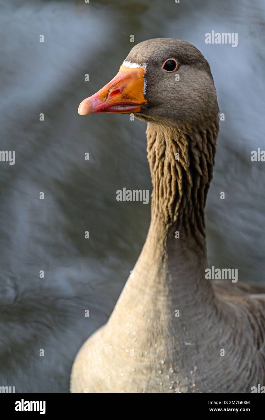 Greylag goose in Kelsey Park, Beckenham, London. Portrait of a greylag ...