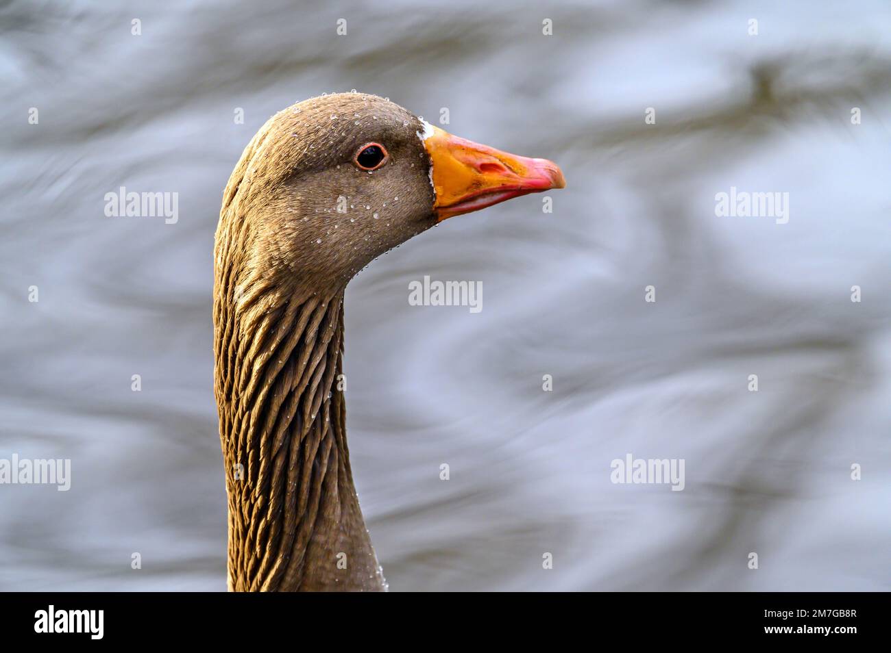 Greylag goose in Kelsey Park, Beckenham, London. Portrait of a greylag ...
