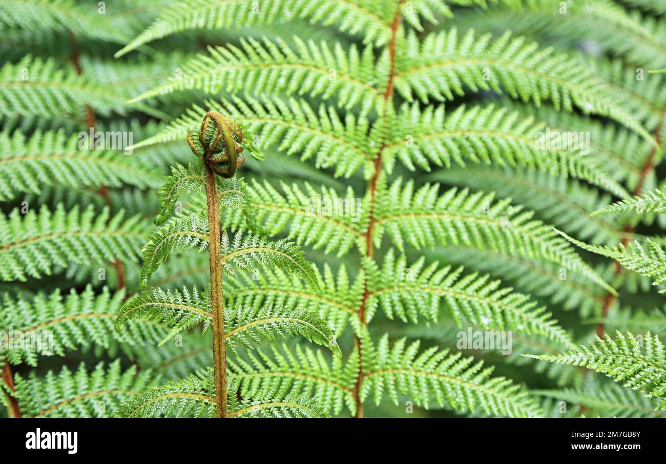 Rolled Fern leaf - New Zealand Stock Photo - Alamy