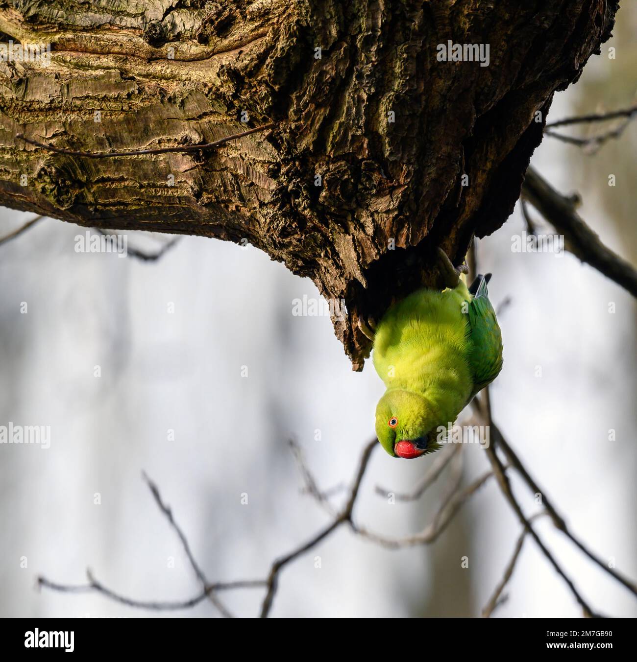 Ring-necked parakeet in Kelsey Park, Beckenham, Kent. The green feral ...