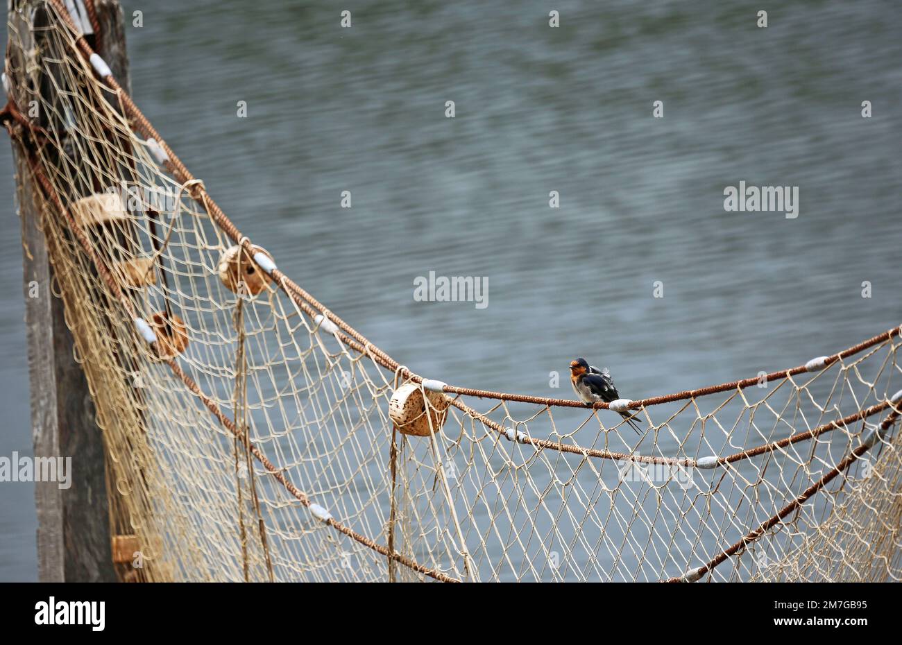 Cute chaffinch hi-res stock photography and images - Alamy