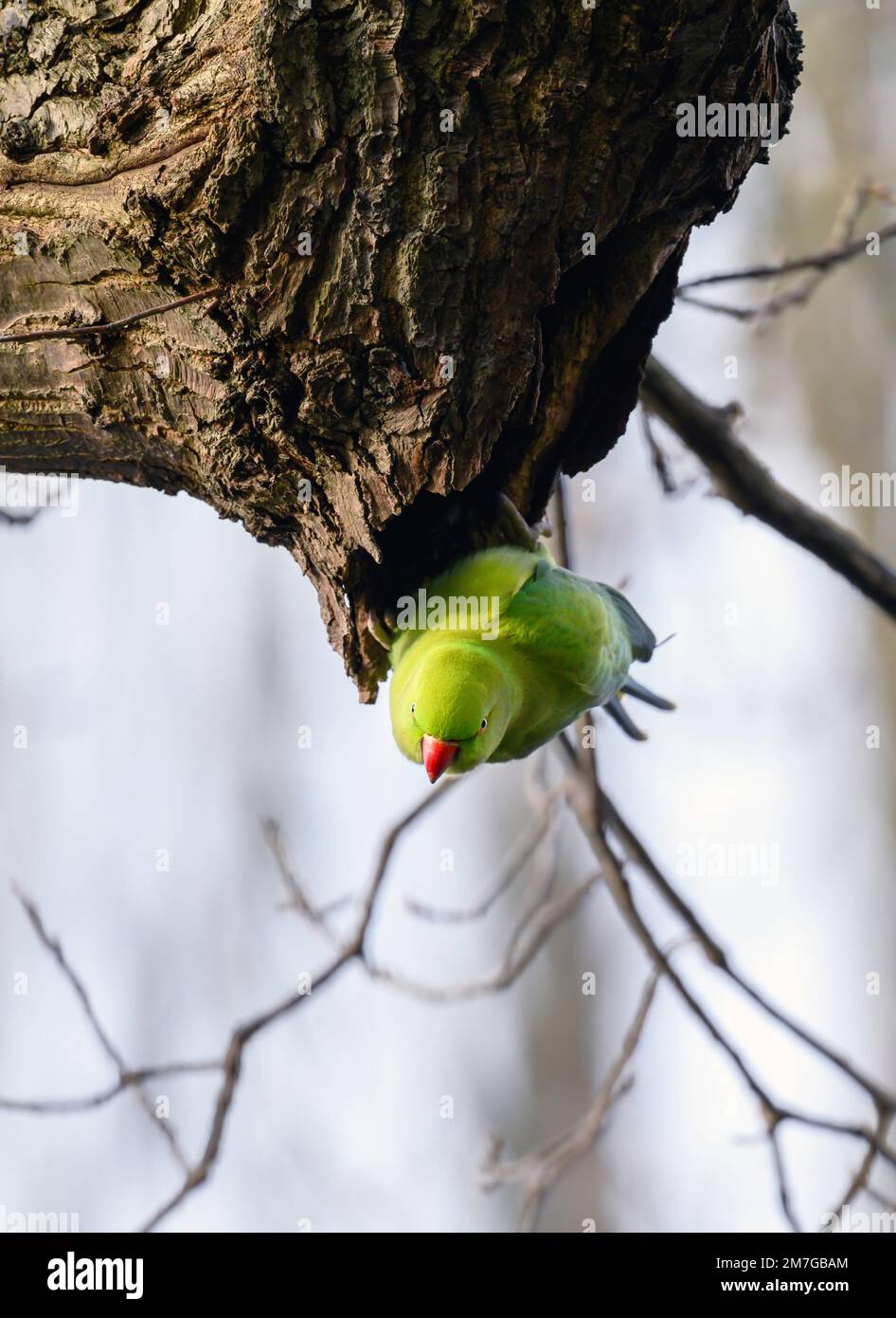 Ring-necked parakeet in Kelsey Park, Beckenham, Kent. The green feral ...