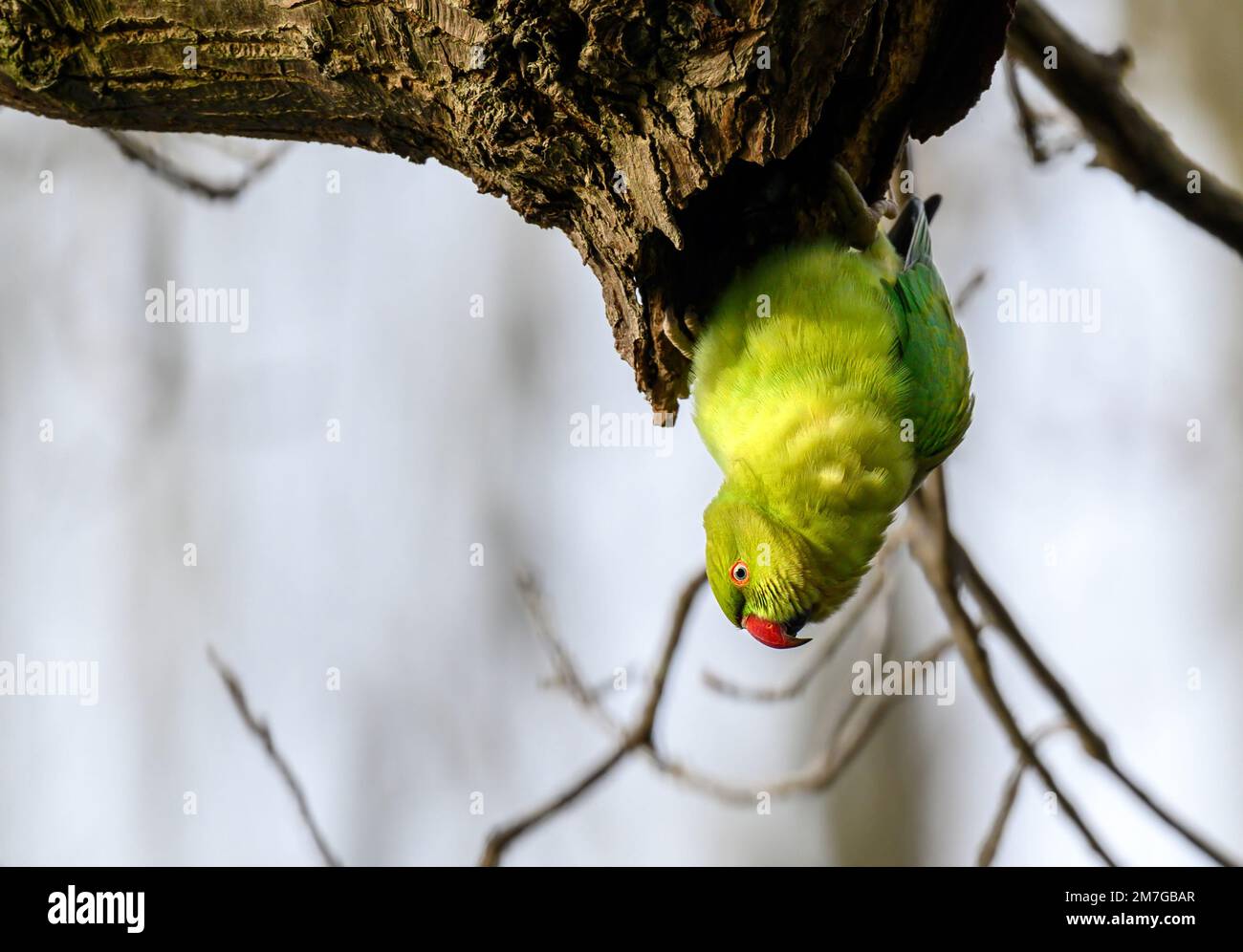 Ring-necked parakeet in Kelsey Park, Beckenham, Kent. The green feral ...