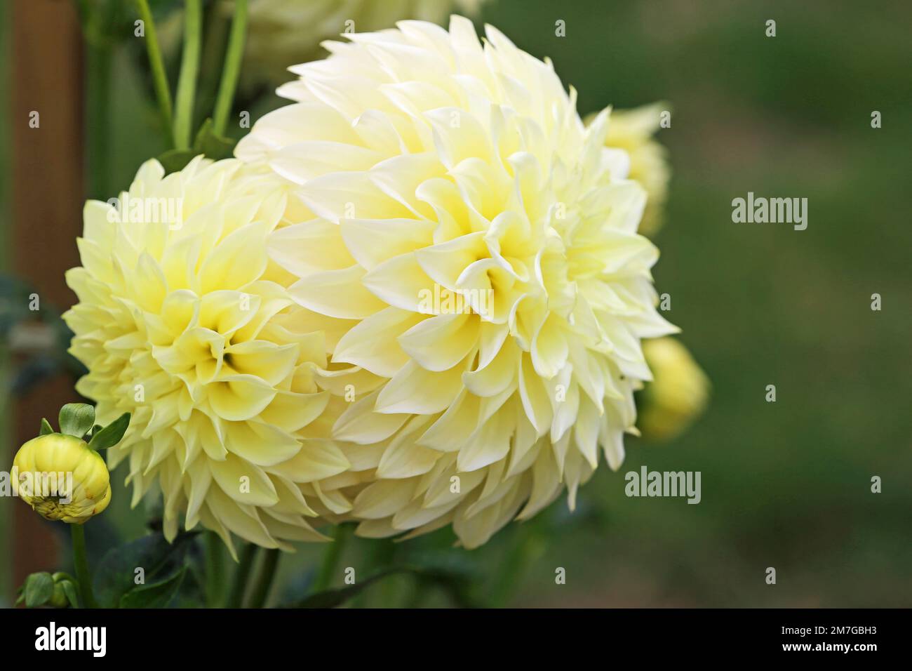 Dahlia in ivory white Stock Photo - Alamy