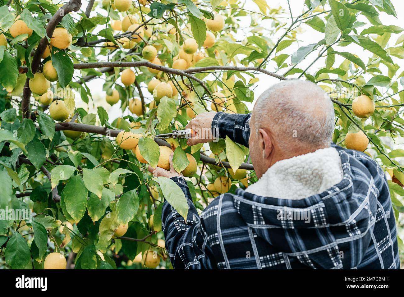 Farmer picking lemons hi-res stock photography and images - Alamy